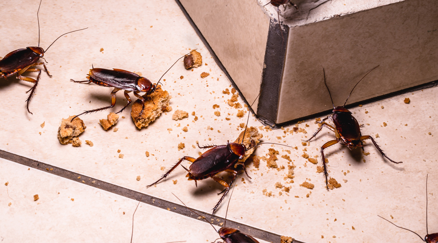 Killgerm Training | Professional Pest Control Courses in the UK