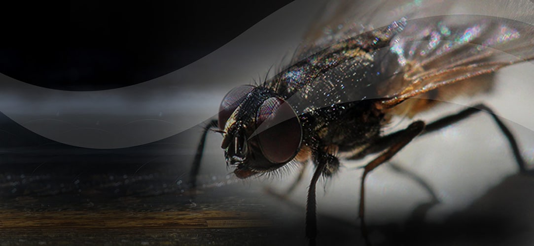 Fly Management on Waste Sites - Killgerm Training