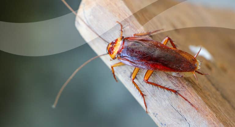 Killgerm Training | Professional Pest Control Courses in the UK